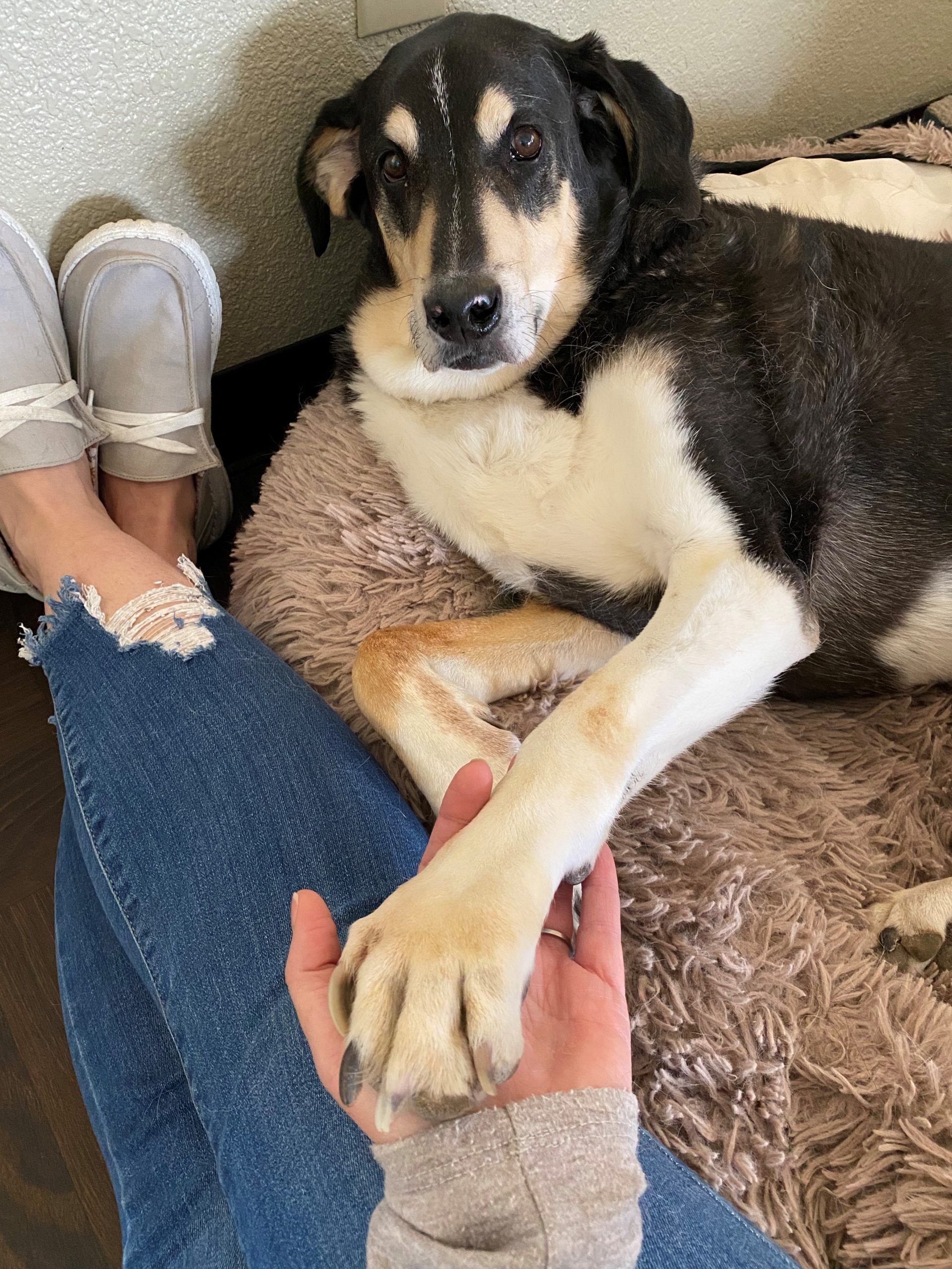 Homepage - The Old Mutt Hut