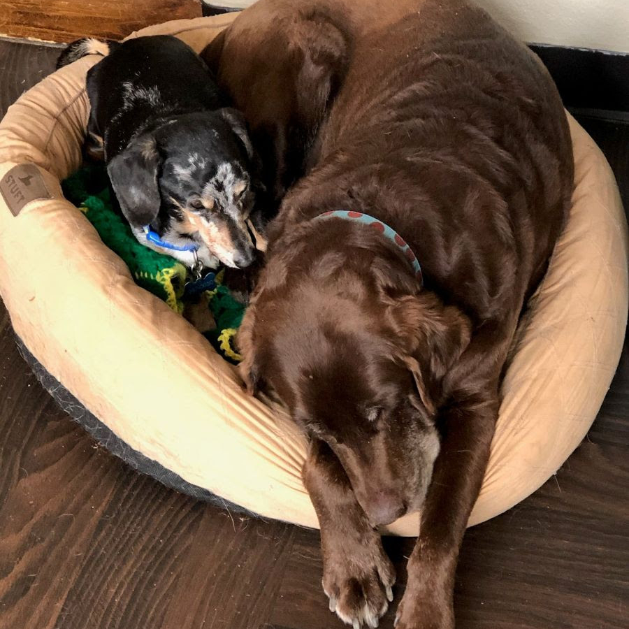 Photos - The Old Mutt Hut