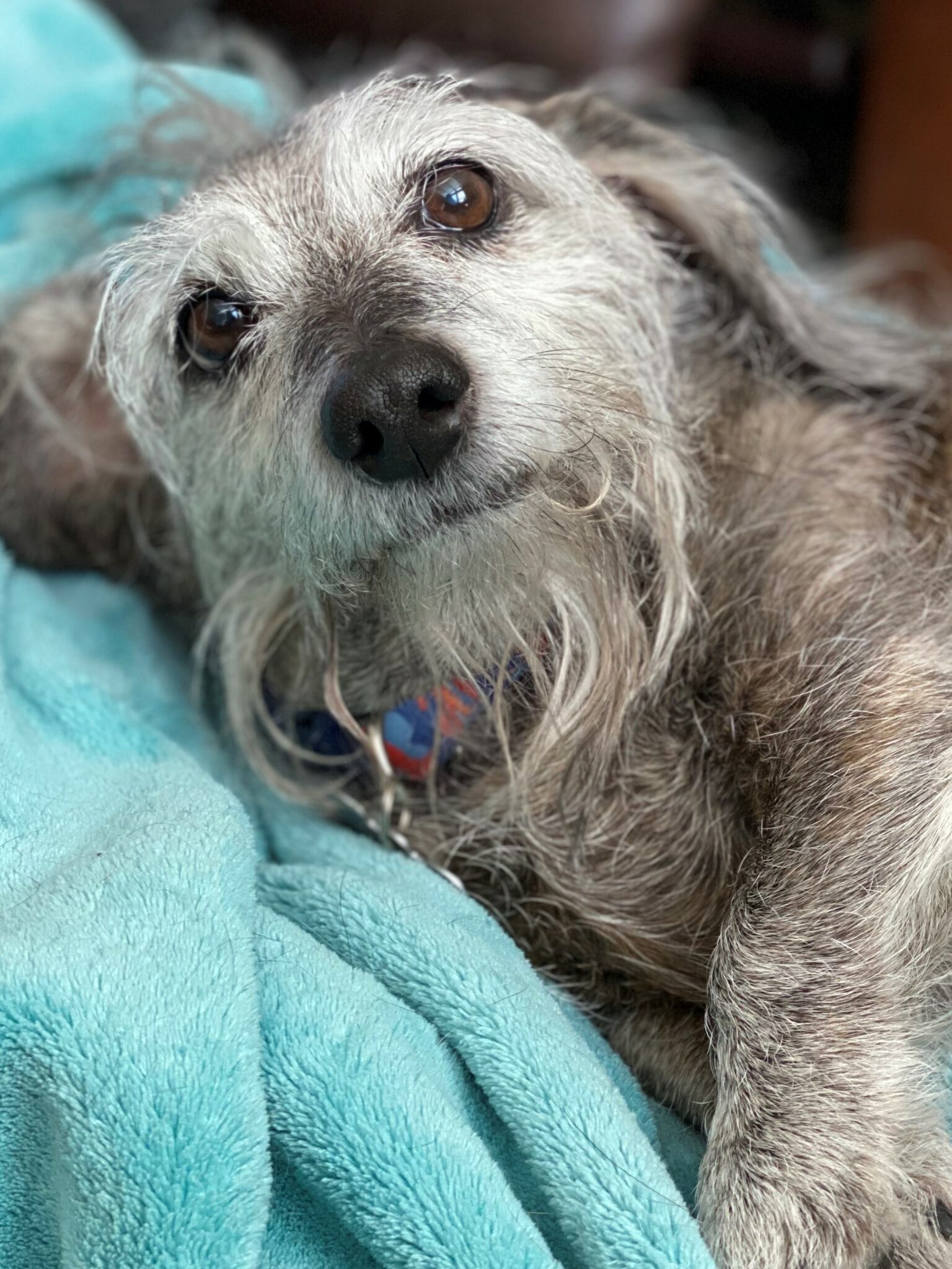 Our Story - The Old Mutt Hut