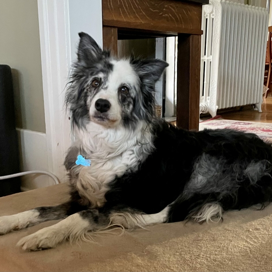 Photos - The Old Mutt Hut