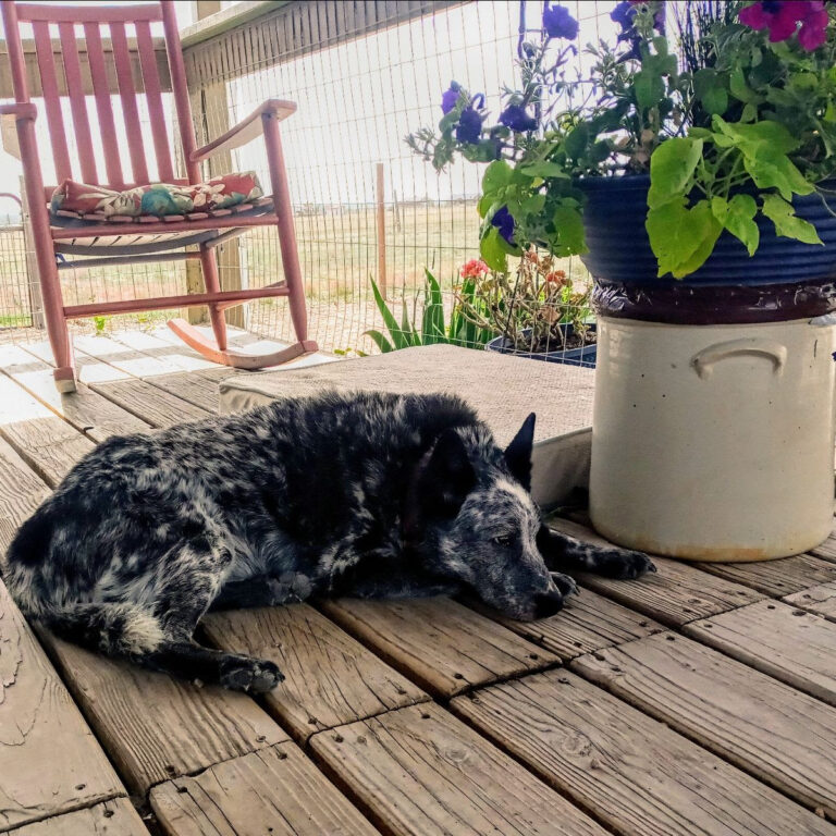 How to Help - The Old Mutt Hut