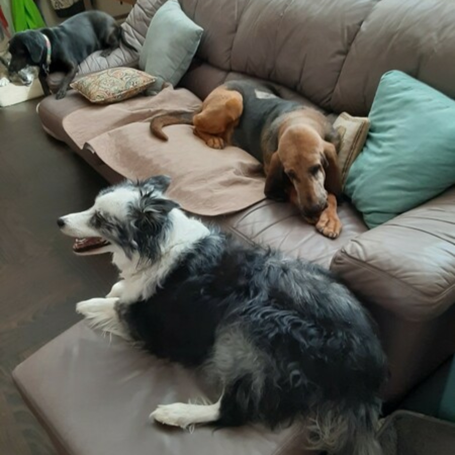 Photos - The Old Mutt Hut