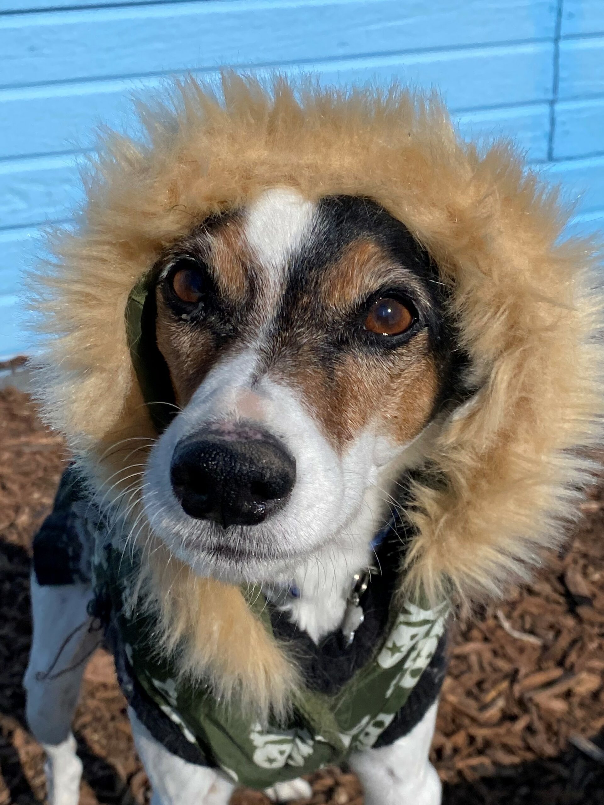 How to Help - The Old Mutt Hut