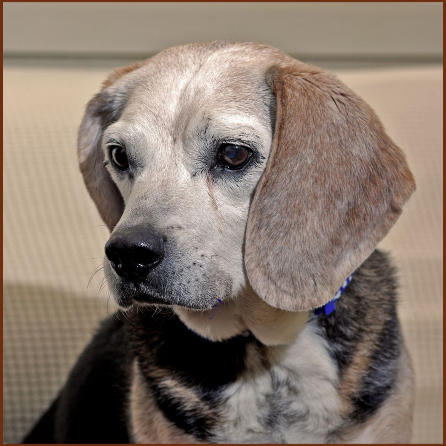 Photos - The Old Mutt Hut