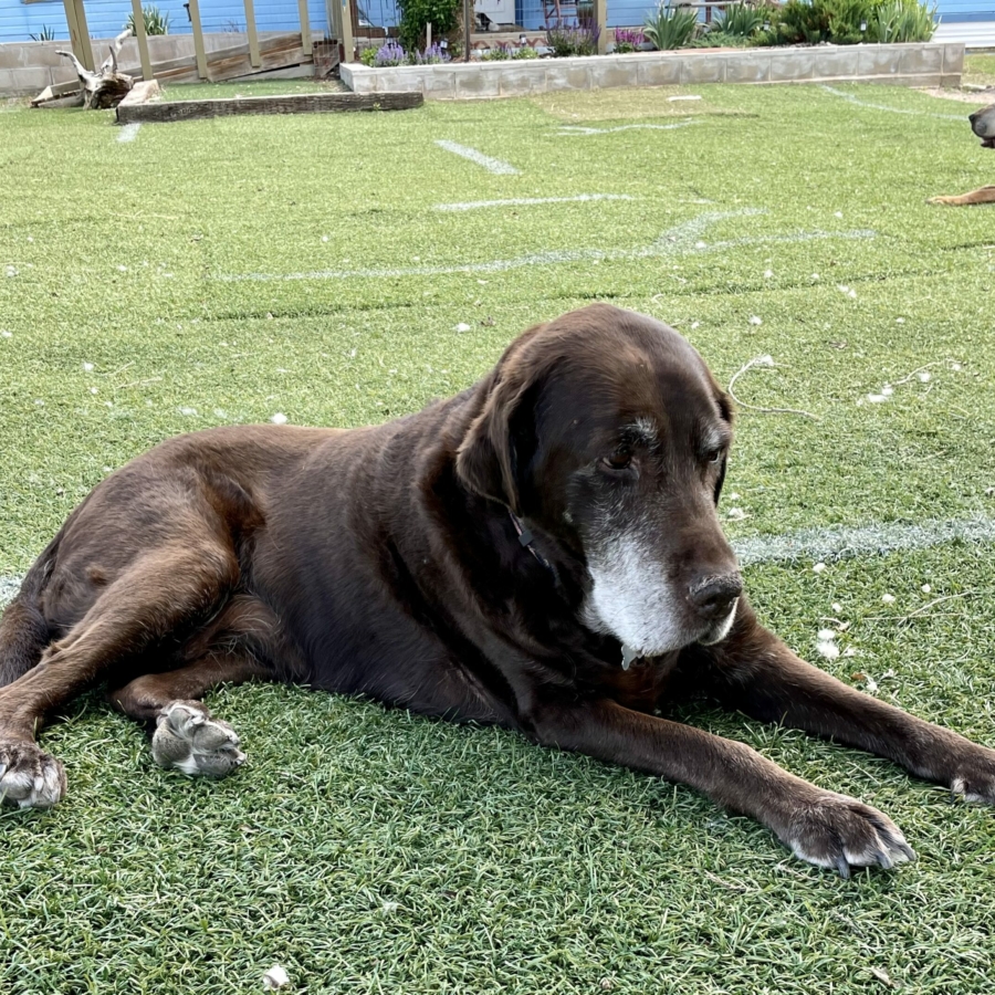 Photos - The Old Mutt Hut