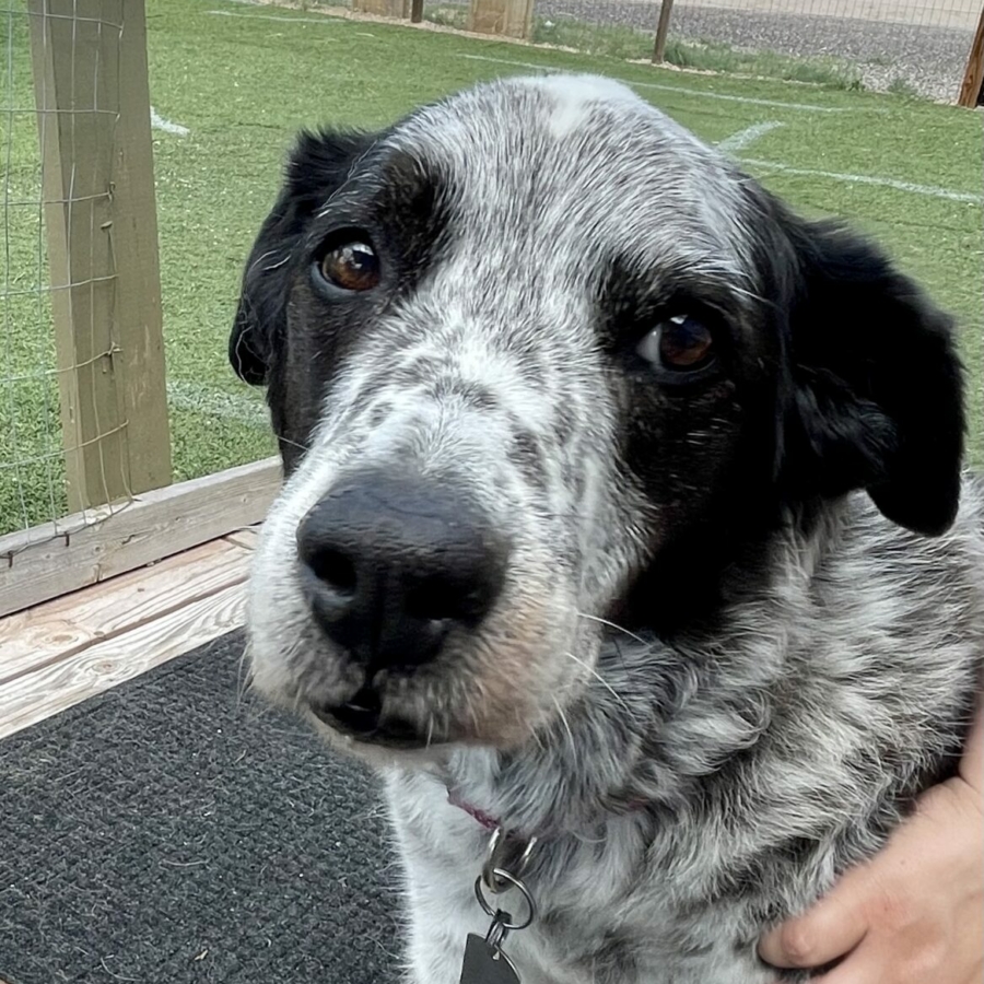 Photos - The Old Mutt Hut