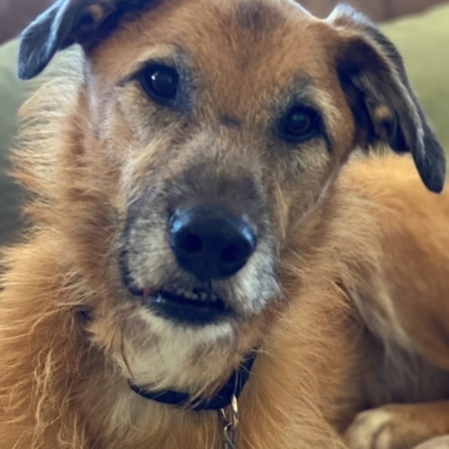 Photos - The Old Mutt Hut