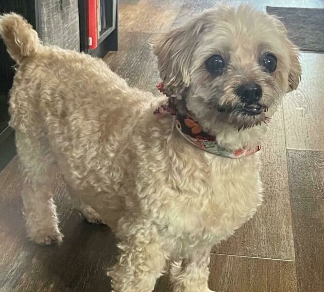 Adoptable Senior Dogs in Colorado - The Old Mutt Hut