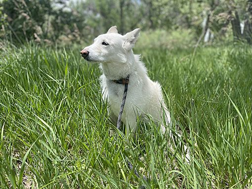 Adoptable Senior Dogs in Colorado - The Old Mutt Hut