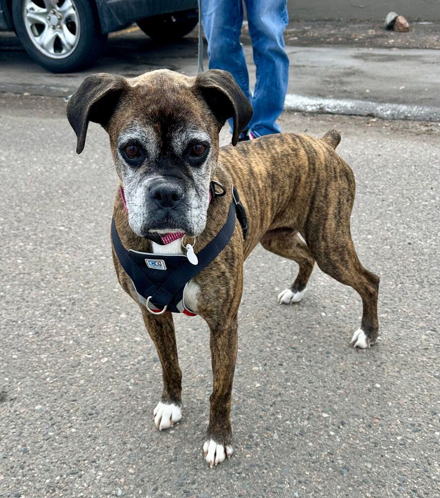 Adoptable Senior Dogs in Colorado - The Old Mutt Hut