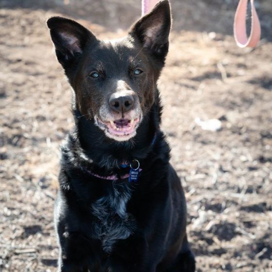 Adoptable Senior Dogs in Colorado - The Old Mutt Hut