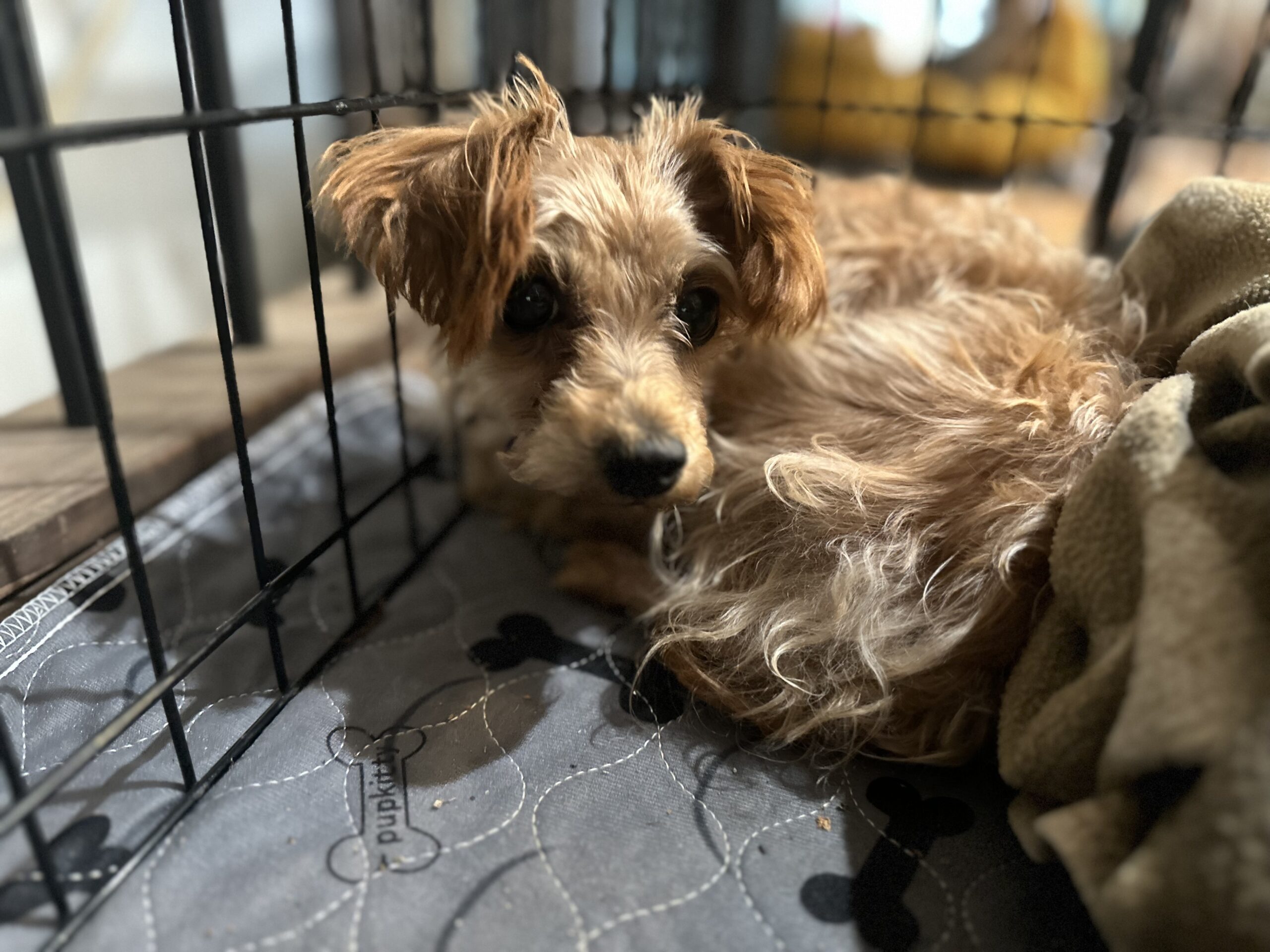 Adoptable Senior Dogs in Colorado - The Old Mutt Hut