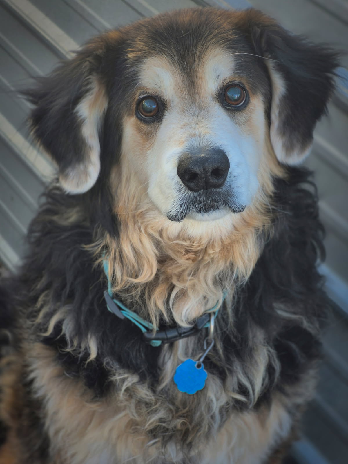 Adoptable Senior Dogs in Colorado - The Old Mutt Hut